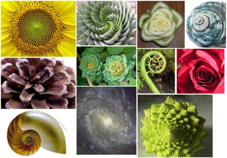 Geometry of Plants | Path to the Maypole of Wisdom