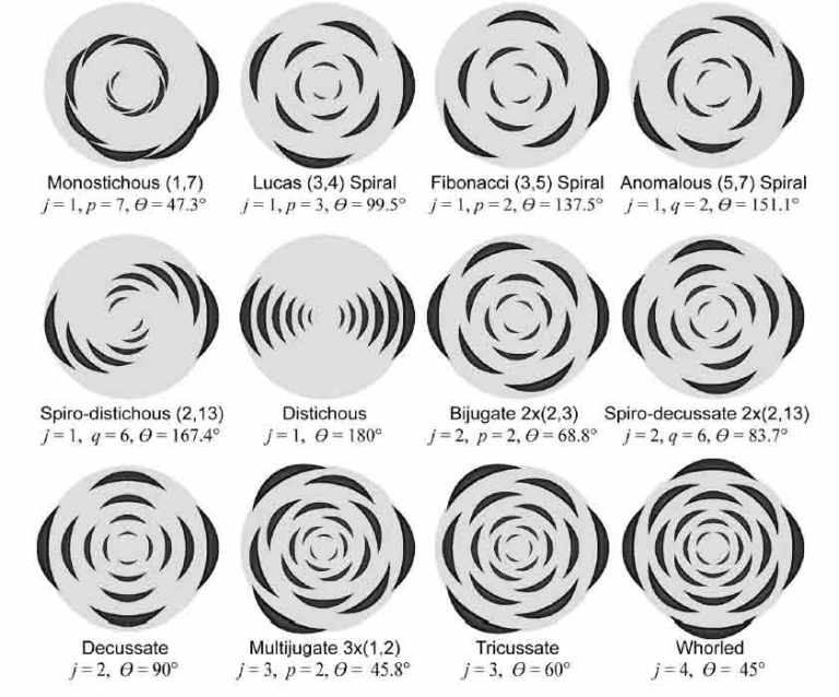 Geometry of Plants | Path to the Maypole of Wisdom