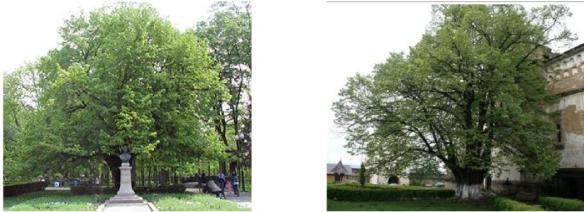 Symbolism of the linden tree | Path to the Maypole of Wisdom
